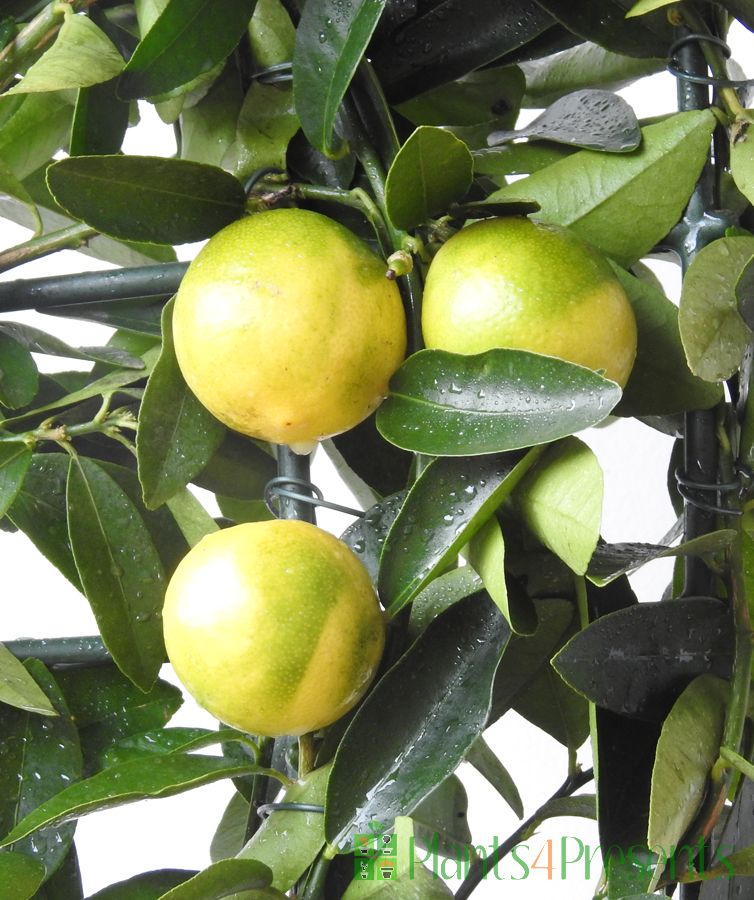 Mini Lemon Lara | Send fruity miniature lemon trees as gifts