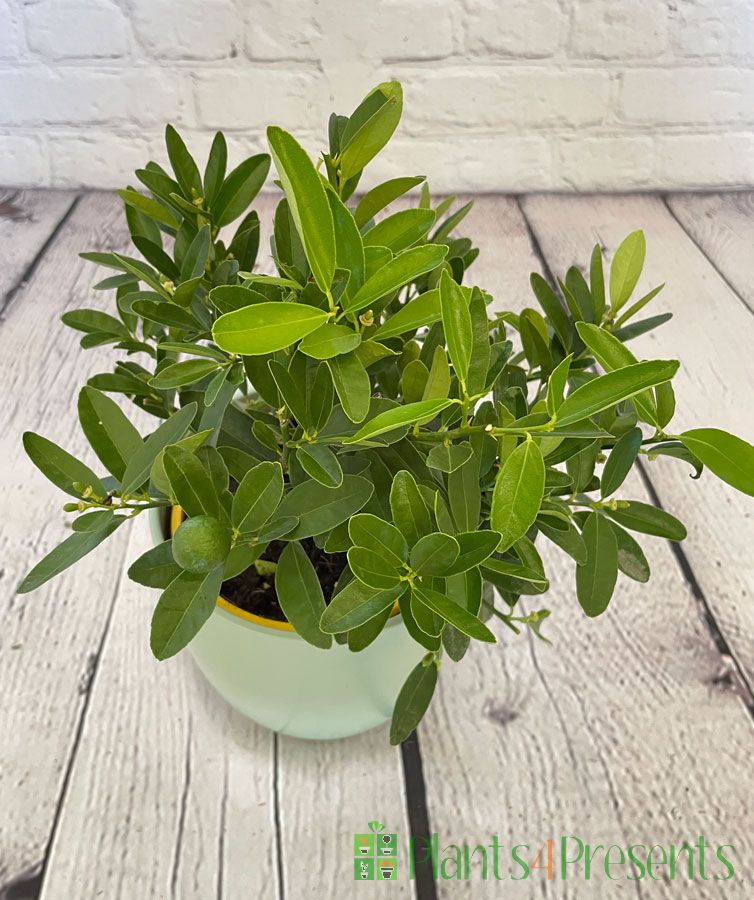 Mini Lemon Lara | Send fruity miniature lemon trees as gifts