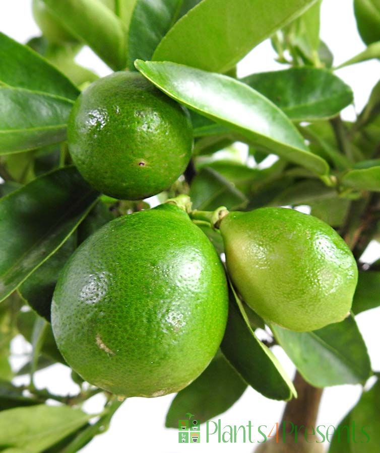 Mini Lemon Lara | Send fruity miniature lemon trees as gifts