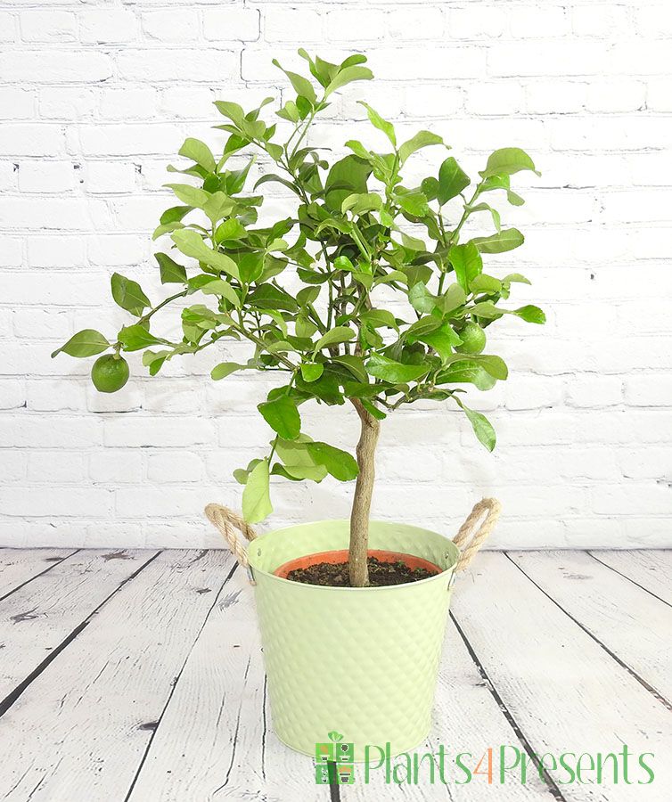 Lemon Trees - Fruiting Lemon Tree | Plants4Presents