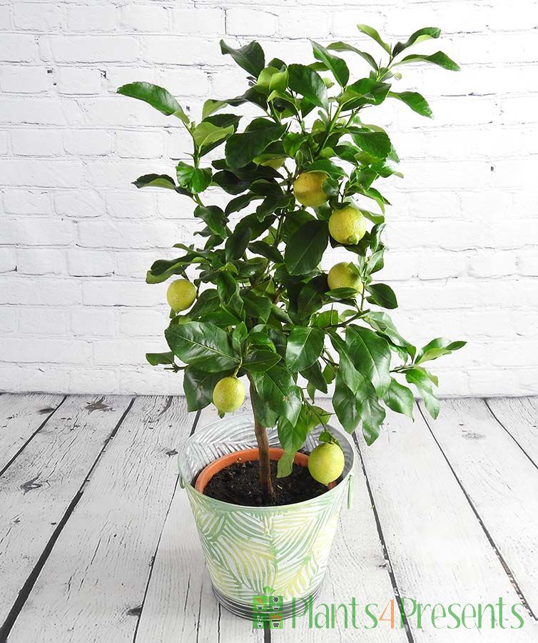 Lemon Trees - Fruiting Lemon Tree | Plants4Presents