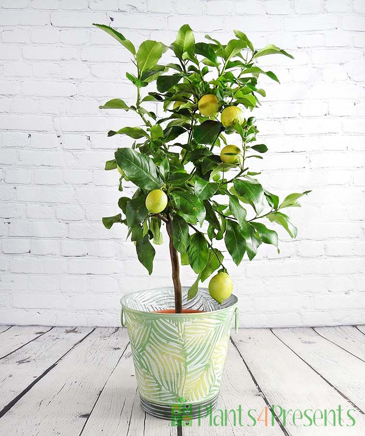 Lemon Trees - Fruiting Lemon Tree | Plants4Presents