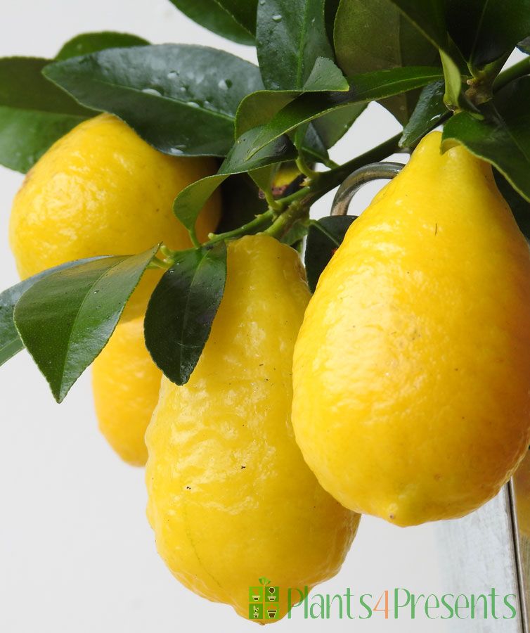 These fruity miniature lemon trees make a great gift with next day delivery