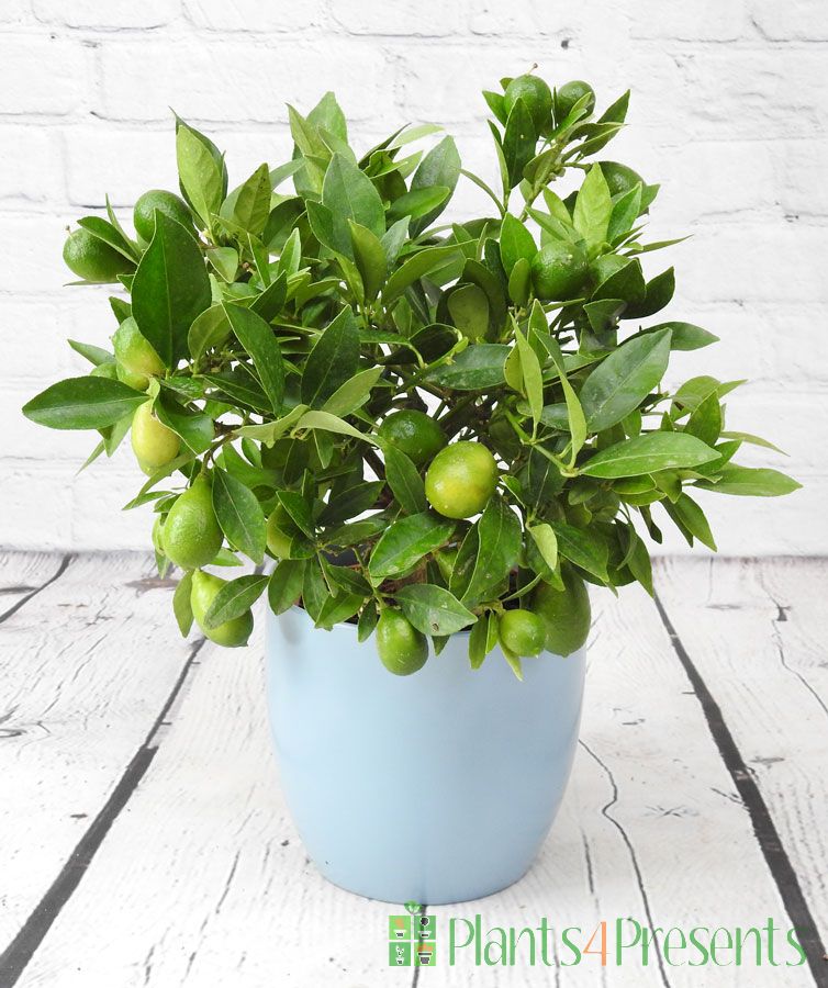 Mini Lemon Lara | Send fruity miniature lemon trees as gifts