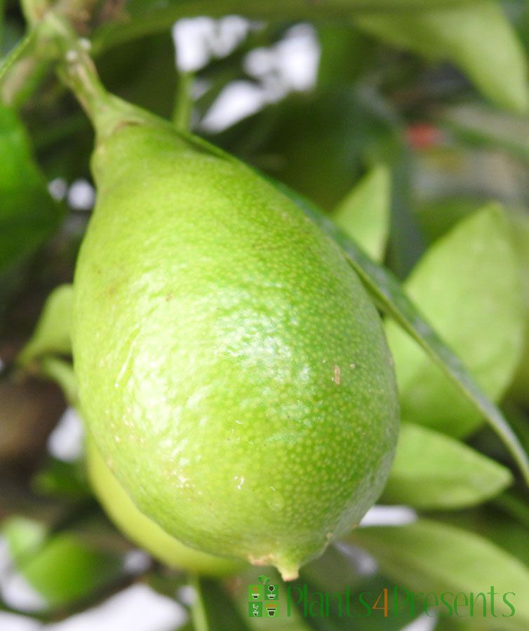 Mini Lemon Lara | Send fruity miniature lemon trees as gifts