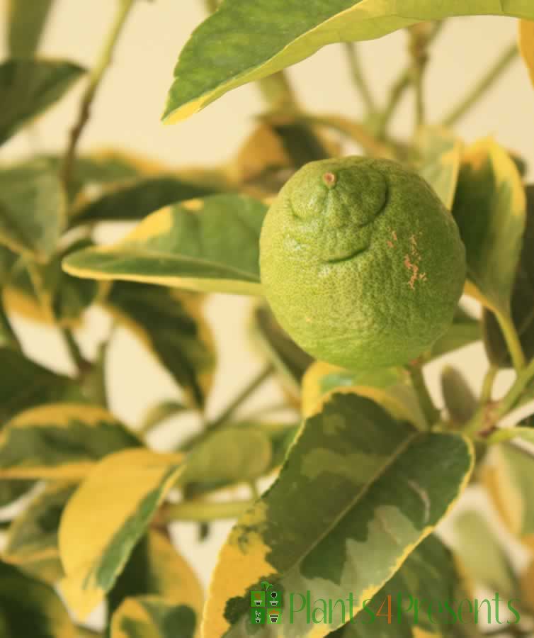Send Variegated Lemon as a plant gift with next day delivery