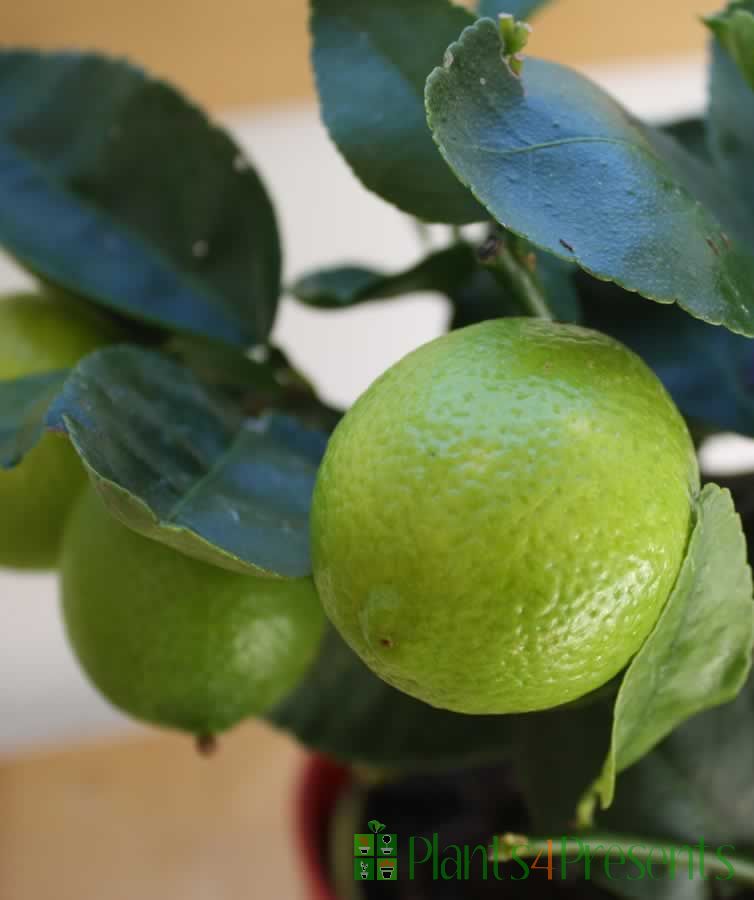 Lime Trees | Send large lime trees as gifts, fast Delivery