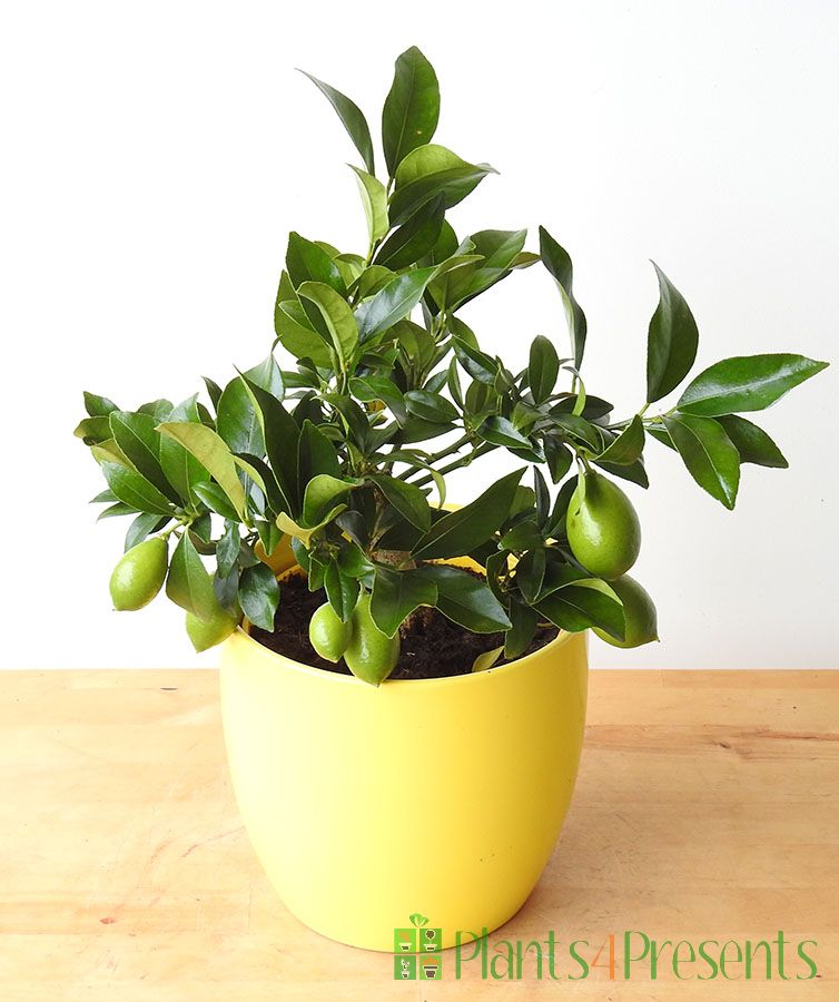These fruity miniature lemon trees make a great gift with next day delivery