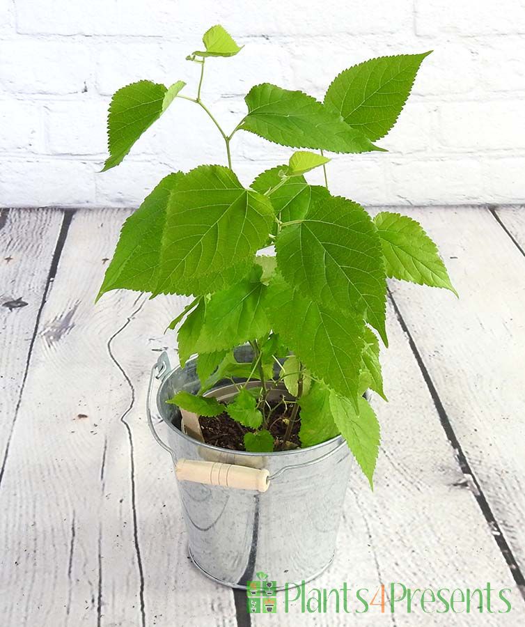 Young Dwarf Mulberry