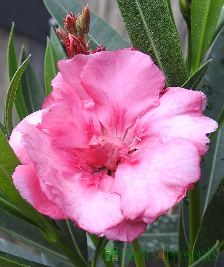 Oleander plants delivered as gifts