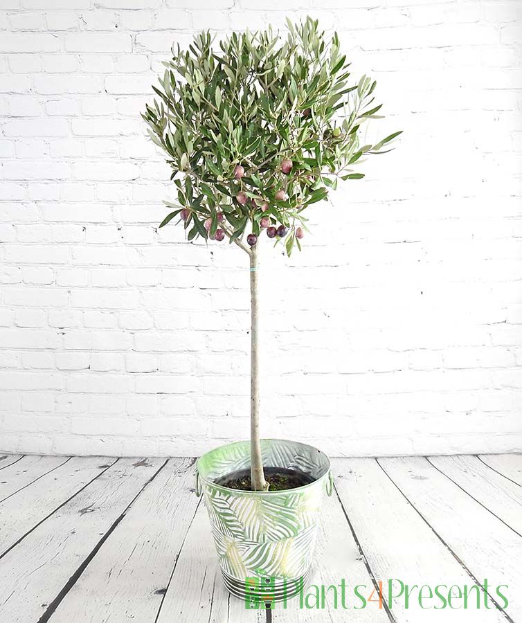 Olive Trees | Large Olive Trees gift wrapped and delivered