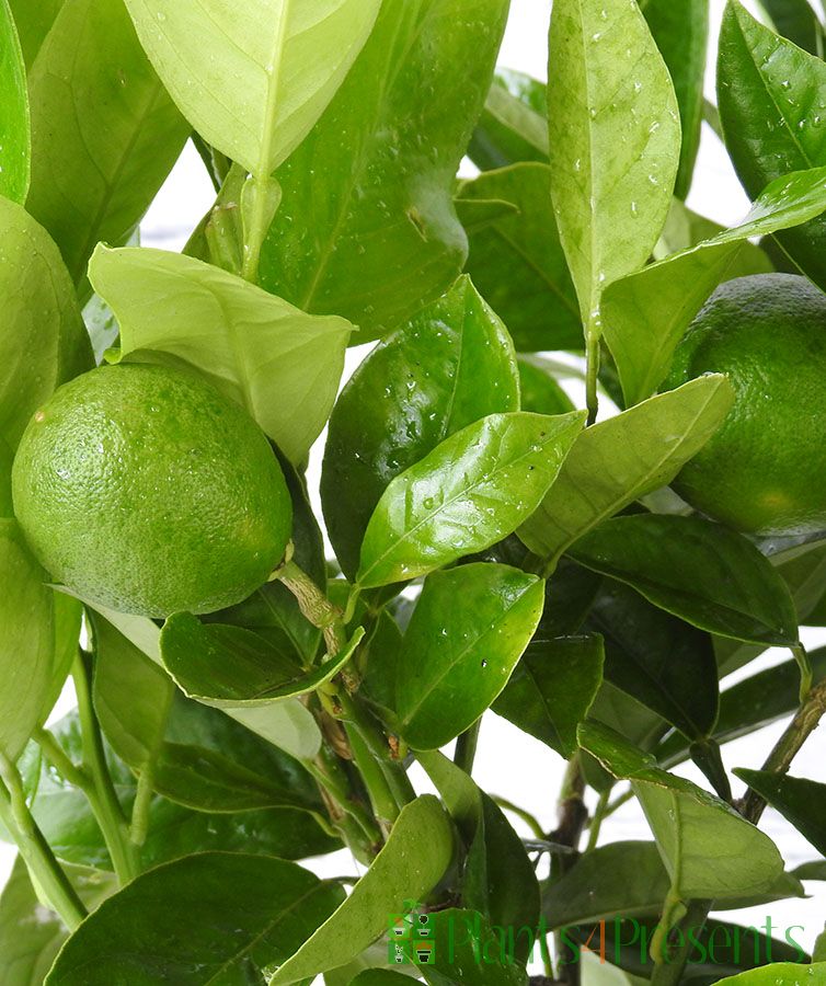 Send a Large Orange Tree as a plant gift - Quality Plants, Fast UK Delivery