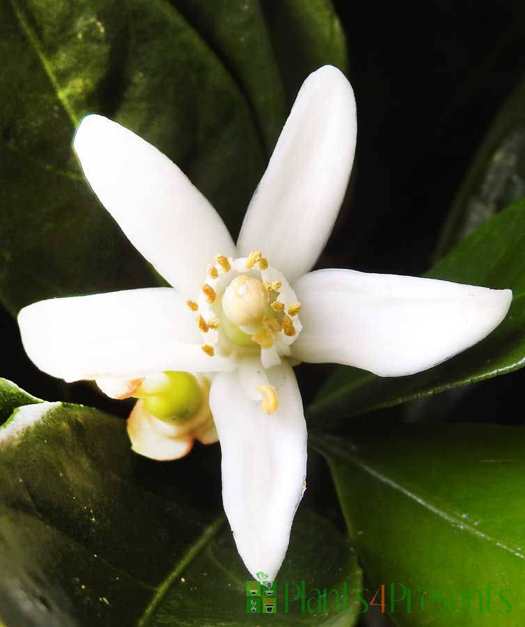 Mature blood orange trees available for next day UK delivery