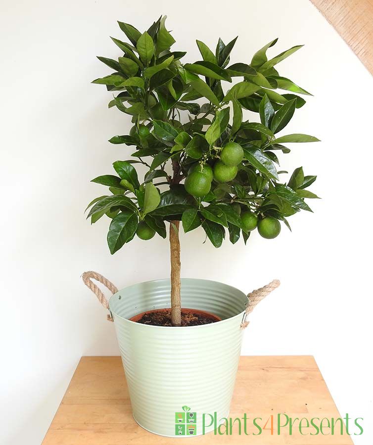 Orange Trees | Send Large Orange Trees as gifts, fast delivery