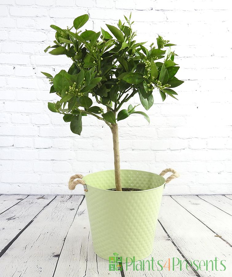 Orange Trees | Send Large Orange Trees as gifts, fast delivery