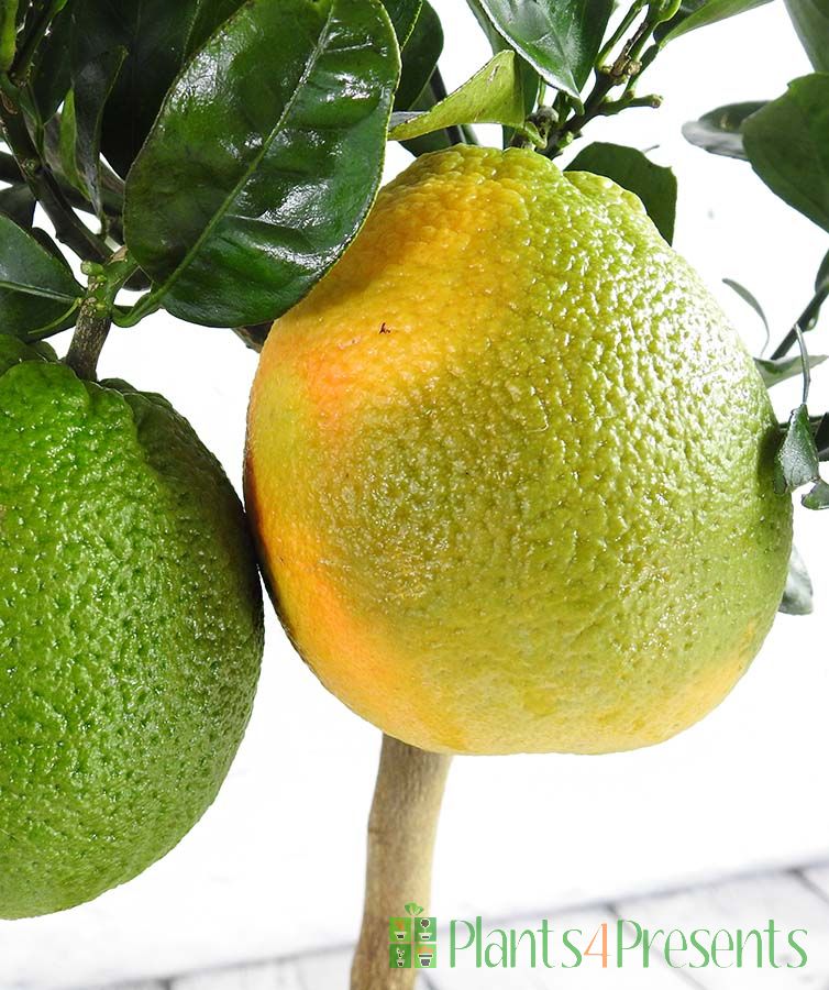 Orange Trees | Send Large Orange Trees as gifts, fast delivery