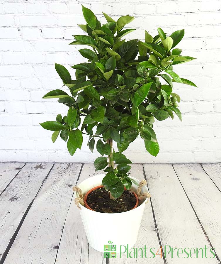 Orange Trees | Send Large Orange Trees as gifts, fast delivery