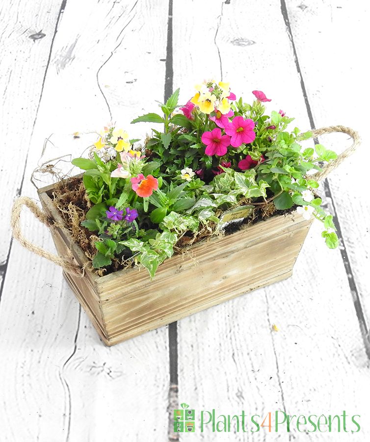 Summer Trough| Colourful seasonal flower planters delivered