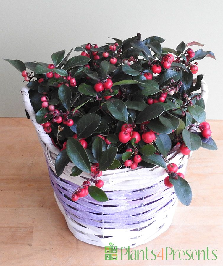 Partridge Berry Plants | Gifts for winter gardens or Christmas