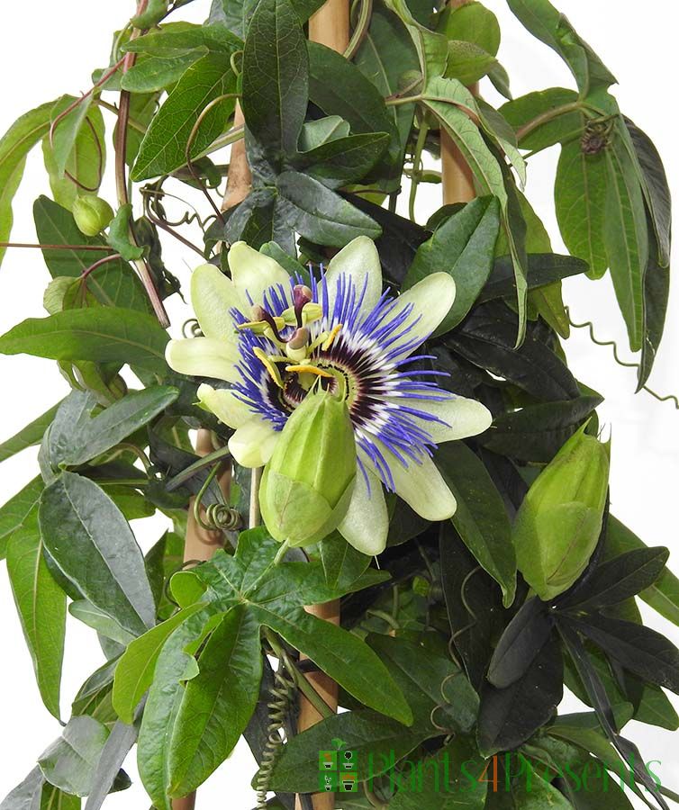 Young Passion Flower