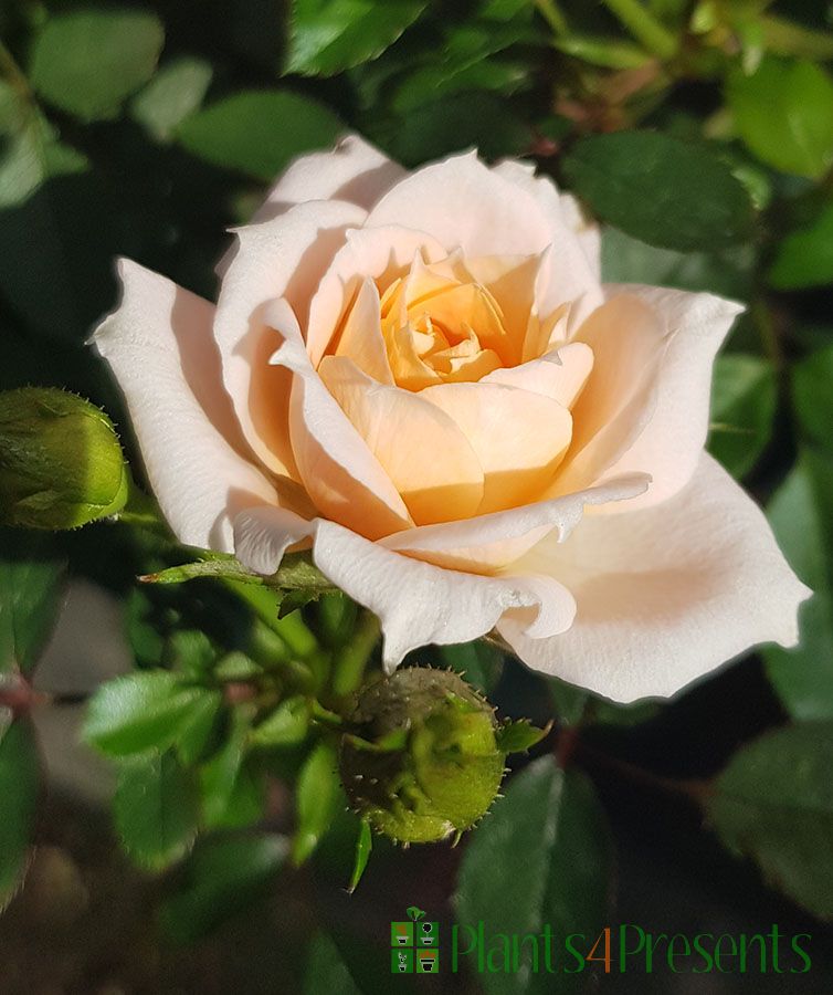 Patio Rose plants delivered as special occasion gifts