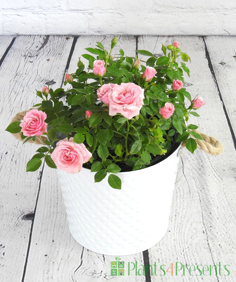 Patio Rose plants delivered as special occasion gifts