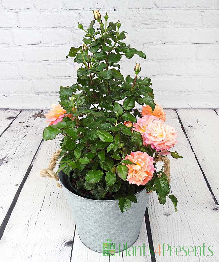 Patio Rose plants delivered as special occasion gifts