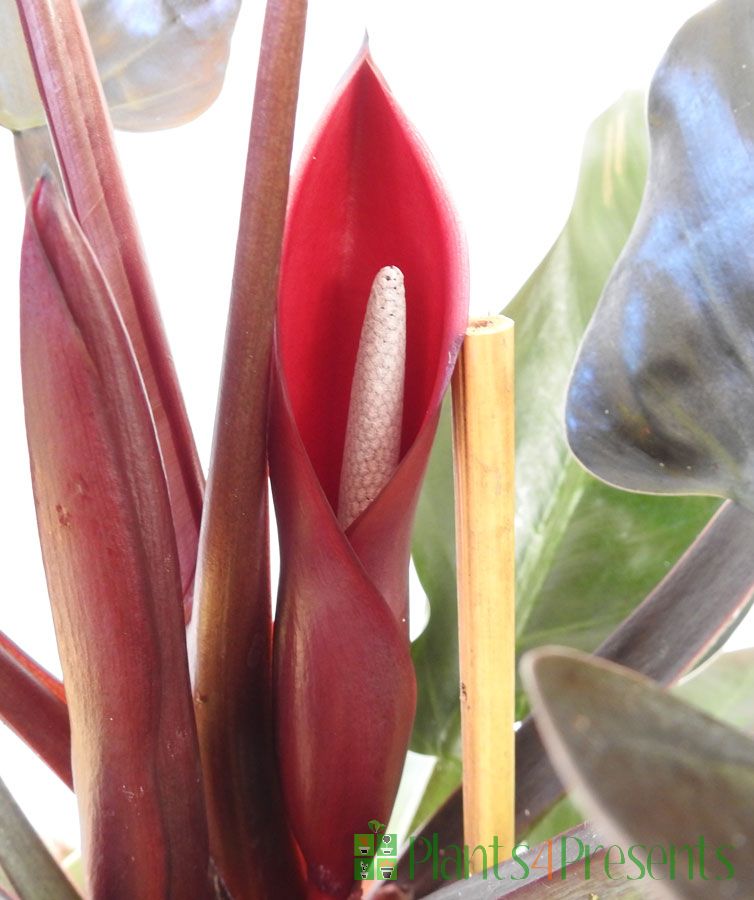 Philodendron 'Imperial Red' | Striking houseplant gifts