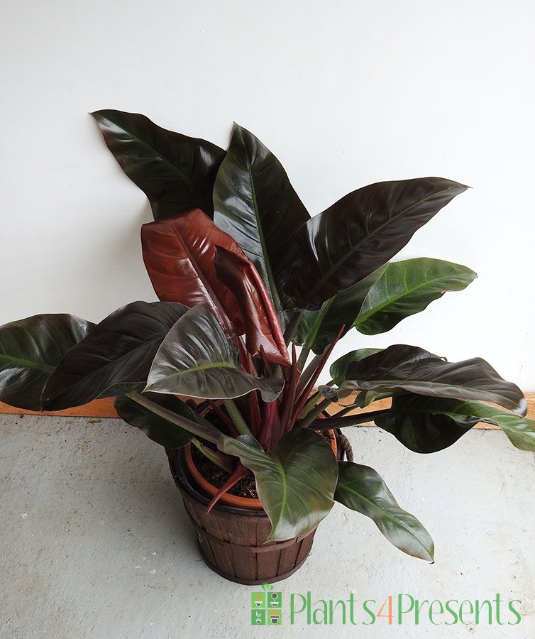 Philodendron 'Imperial Red' | Striking houseplant gifts