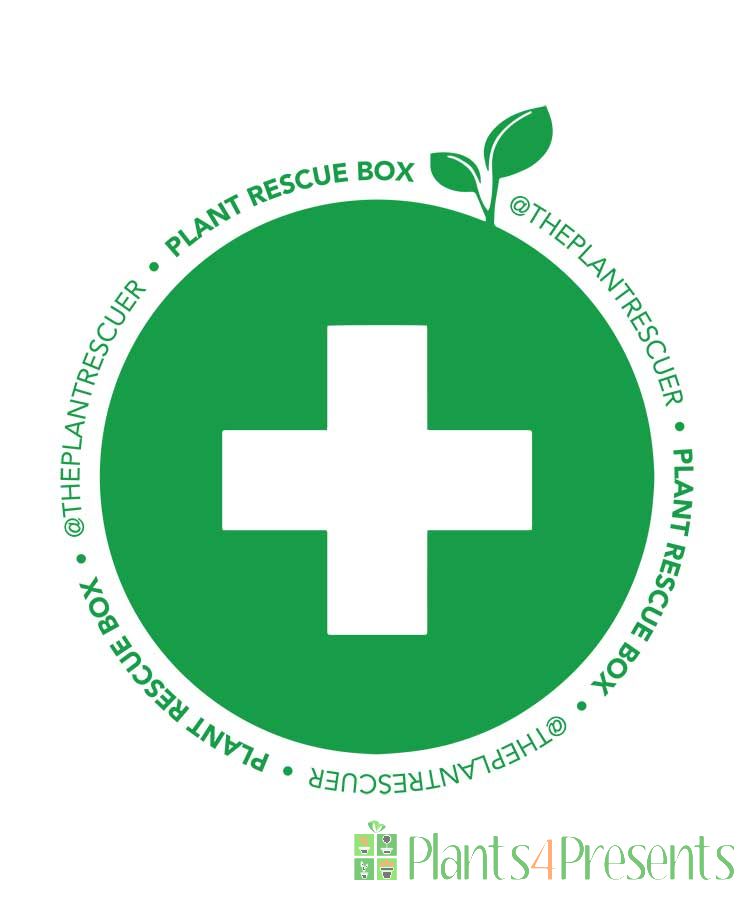 Wonky citrus trees looking for a new home - perfect for plant lovers ...