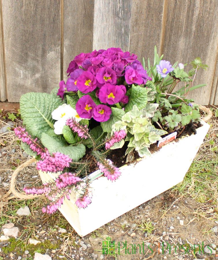 Spring Planter | Send spring flowering arrangements as gifts