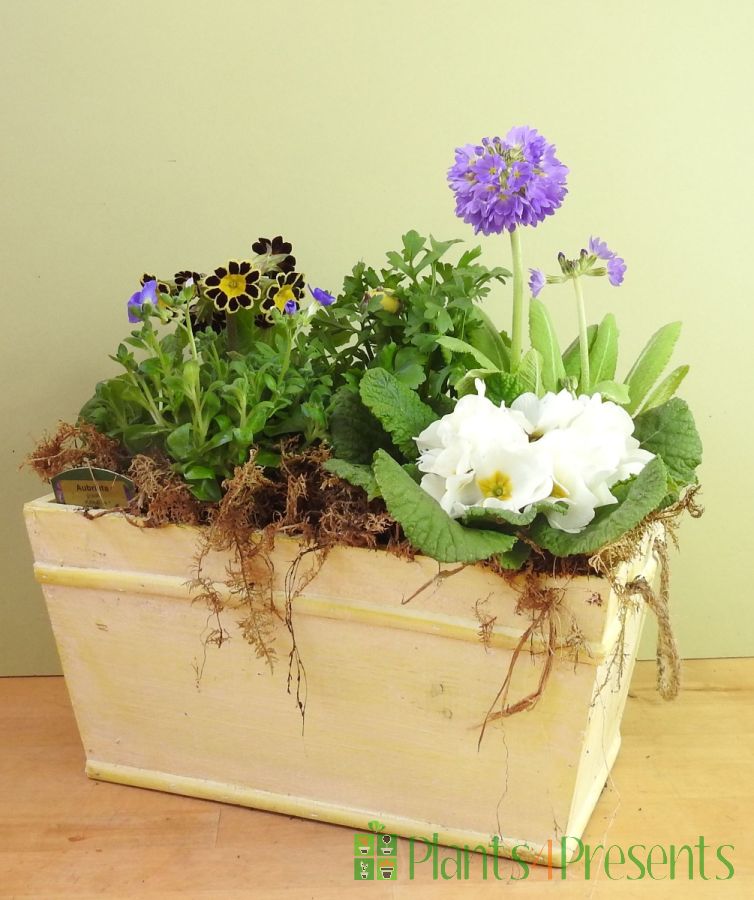 Spring Planter | Send spring flowering arrangements as gifts