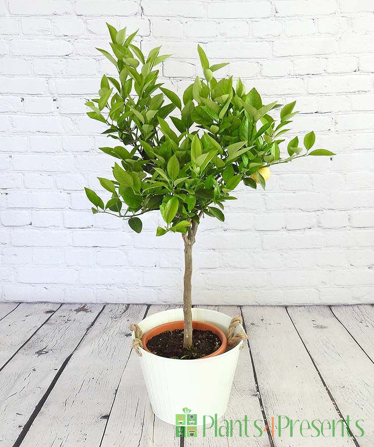 Lemon Pursha trees gift wrapped with fast delivery