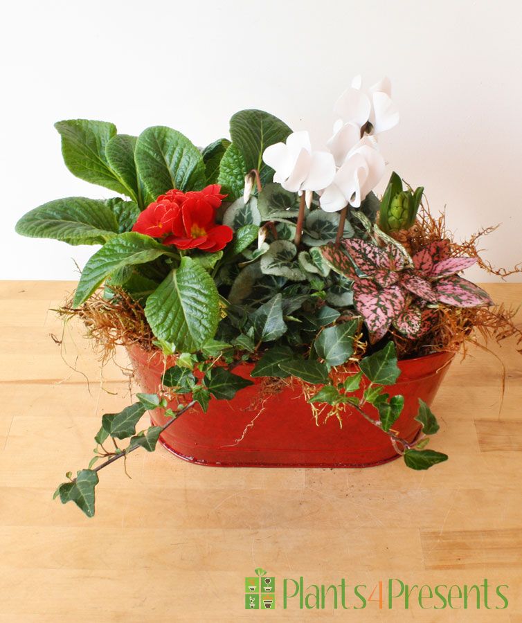 Send a Ruby Red Indoor Planter as a plant gift - Quality Plants, Fast ...