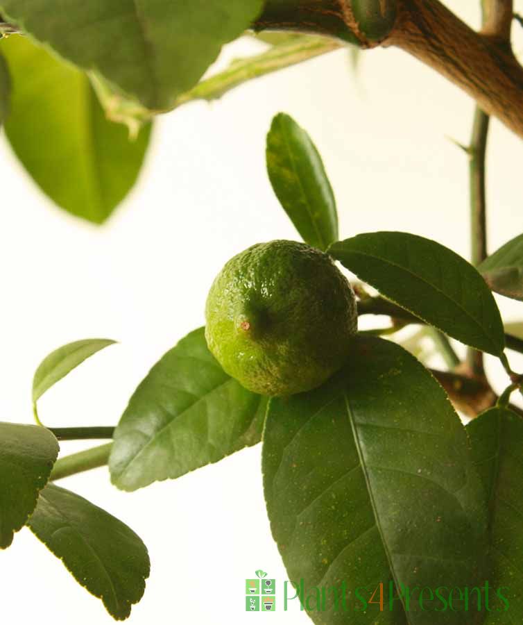 Large red Rangpur Lime delivered as a gift