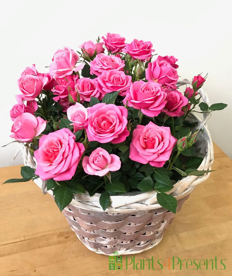 Basket of Pink Roses