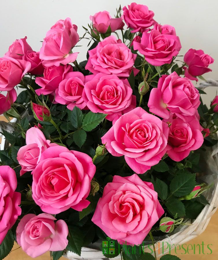Basket of Pink Roses