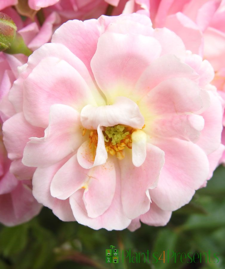 Patio Rose plants delivered as special occasion gifts