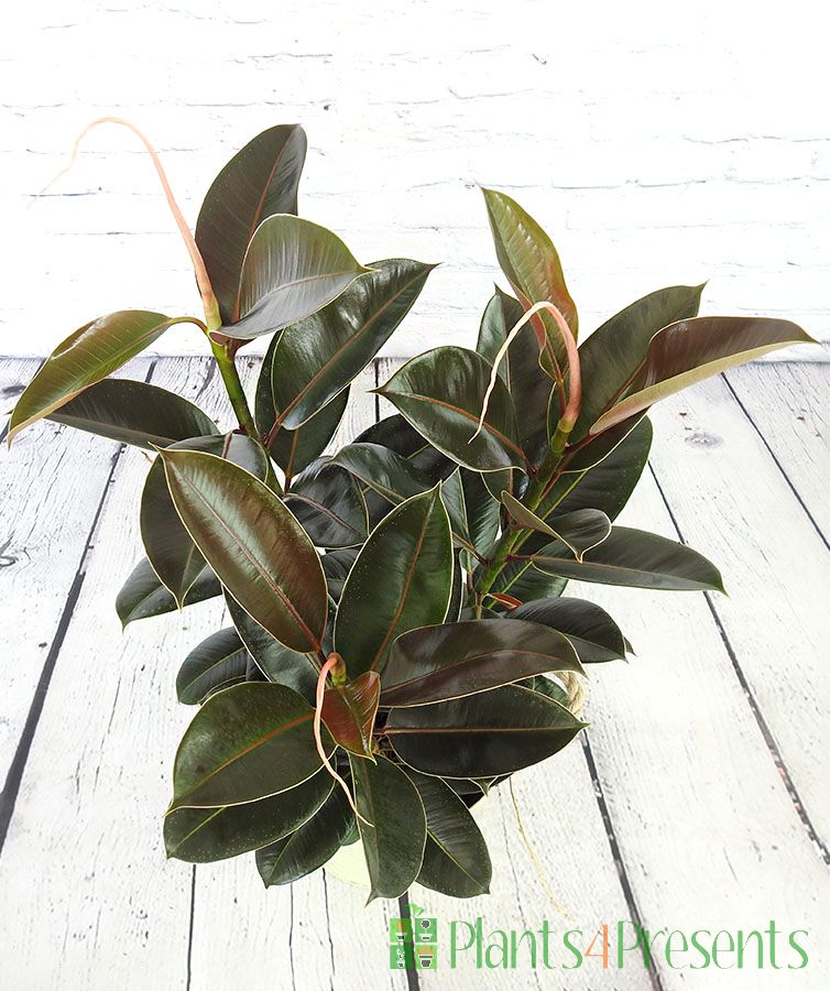 Rubber Plant