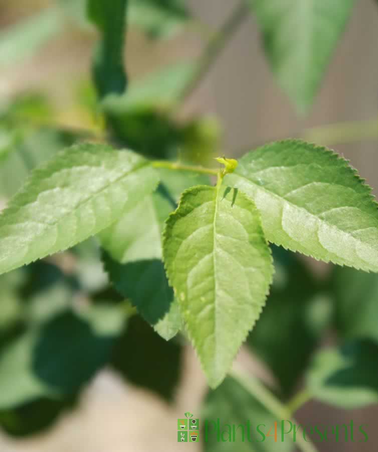 Sloe Bush plant gifts | Grow your own Sloe Gin, fast UK delivery