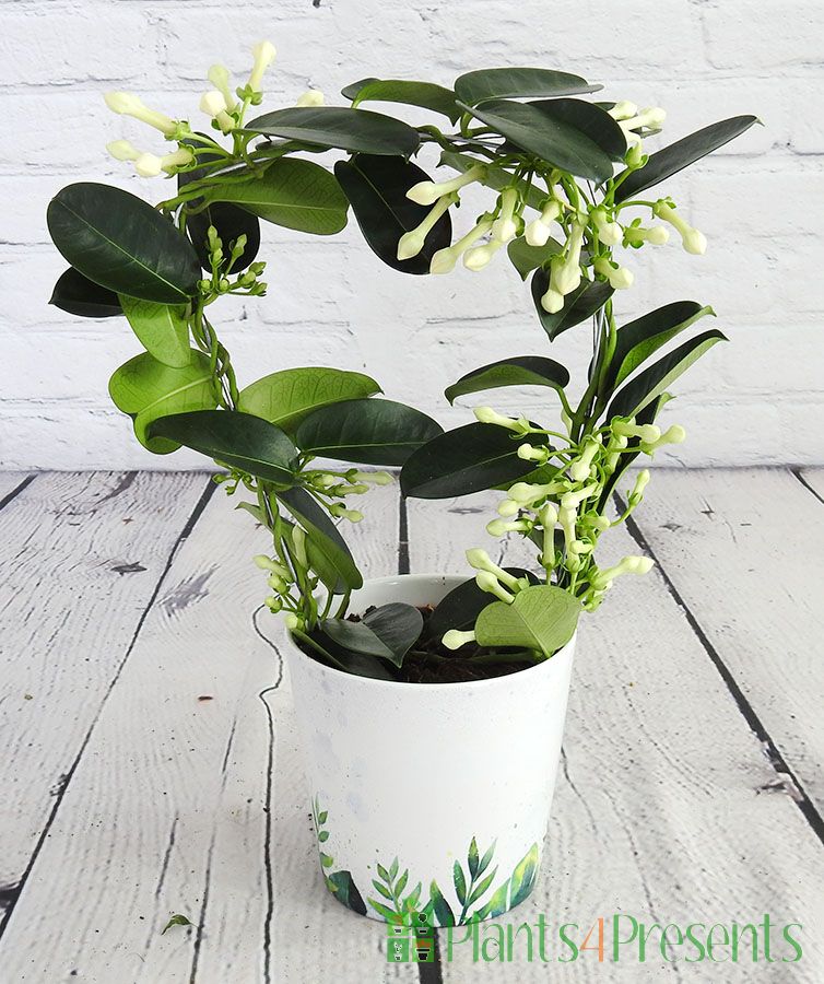 Stephanotis | Send beautifully scented plant gifts
