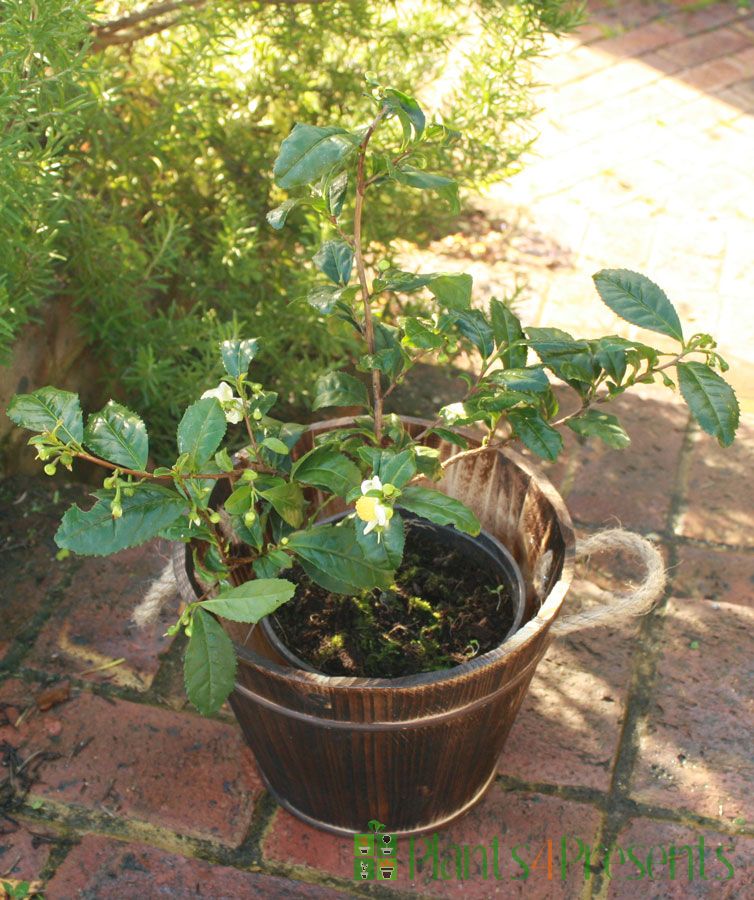 Send a Large Tea Plant as a plant gift - Quality Plants, Fast UK Delivery