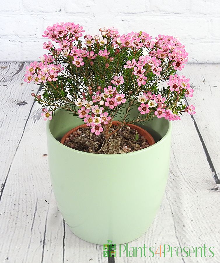 Australian Wax flowers - (chamelaucium) delivered as gifts