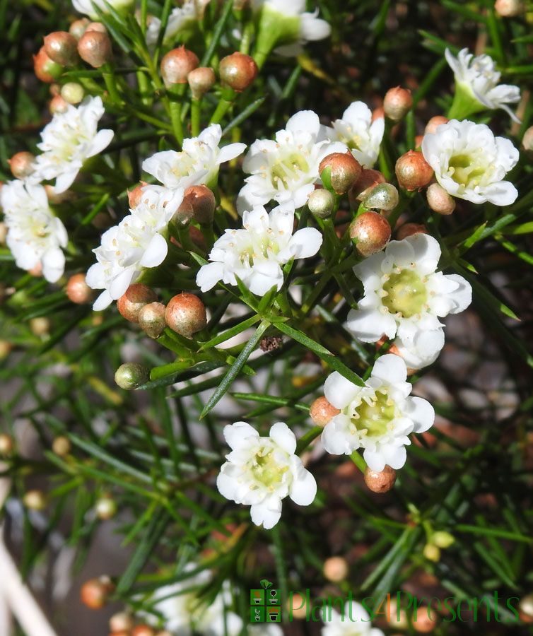 Australian Wax flowers - (chamelaucium) delivered as gifts
