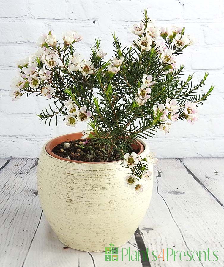 Australian Wax flowers - (chamelaucium) delivered as gifts