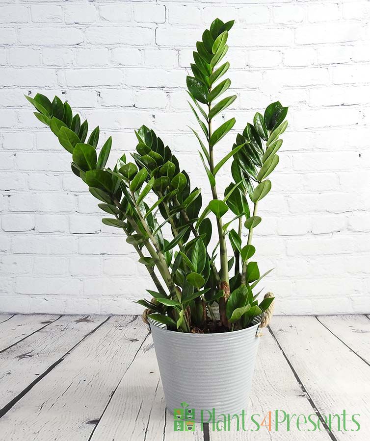 Zanzibar Gem | Exotic houseplants delivered as gifts