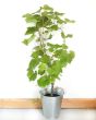 Potted grapevines make great gifts for winelovers or fruit growers