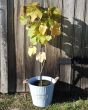 Potted grapevines make great gifts for winelovers or fruit growers