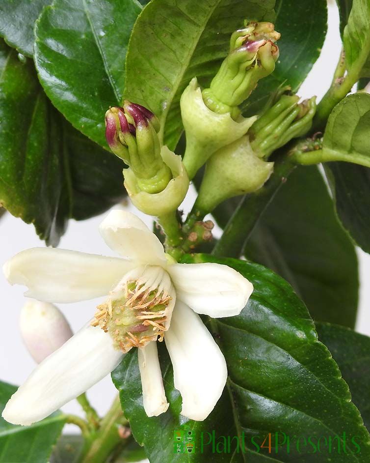 Buddhas Hand Citrus Trees | Unusual gifts for citrus lovers