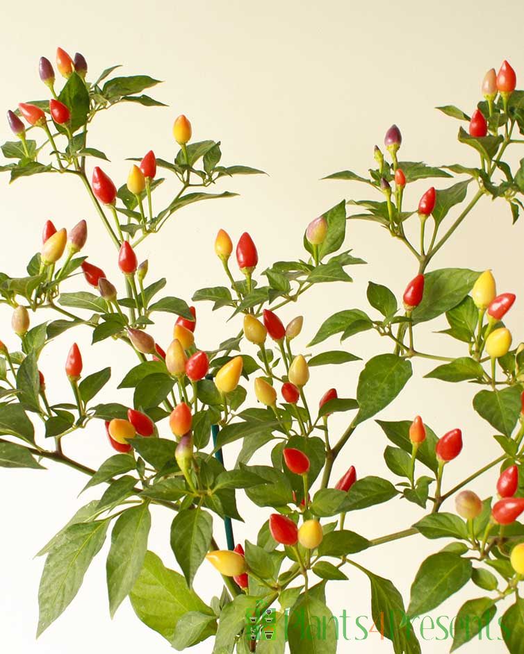 Purple Twilight Chilli Plant | Grow your own hot chillies